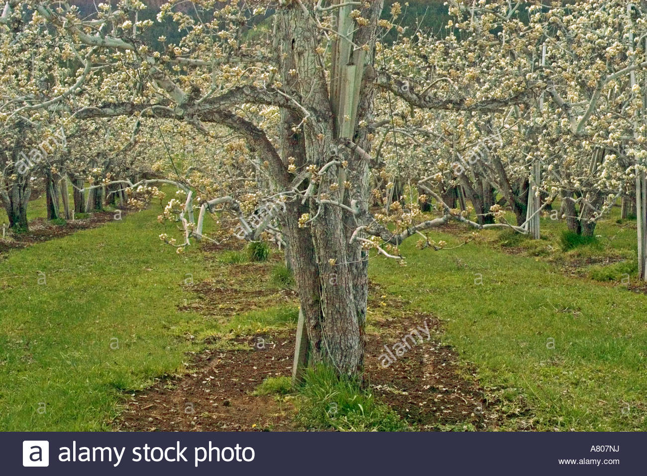 Wenatchee Orchard High Resolution Stock Photography and Images - Alamy