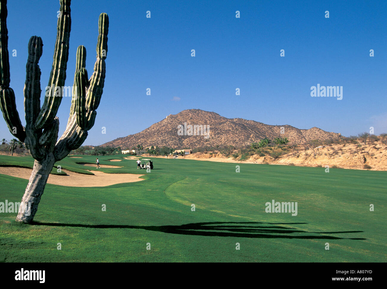 Cactus in cabo san lucas hi-res stock photography and images - Alamy