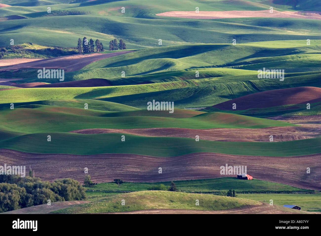 North America, USA, Washington, Palouse area. Scene from Steptoe Butte ...