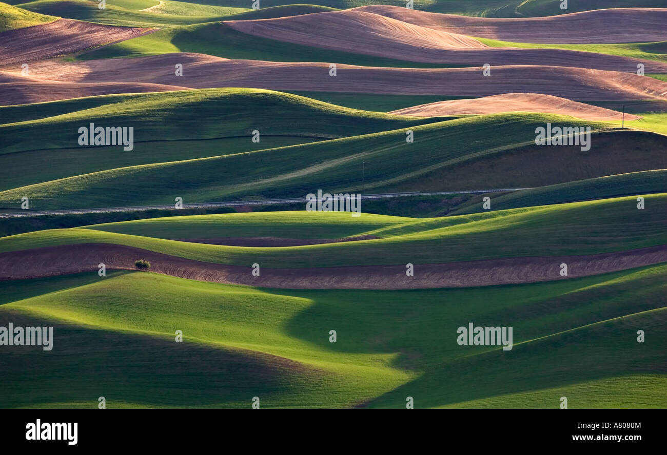 North America, USA, Washington, Palouse area. Scene at dawn from ...