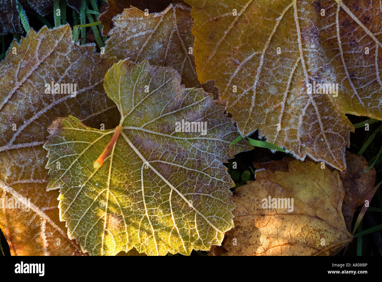 Fall colored Pinot Noir leaves on the ground in the Celilo Vineyard on ...