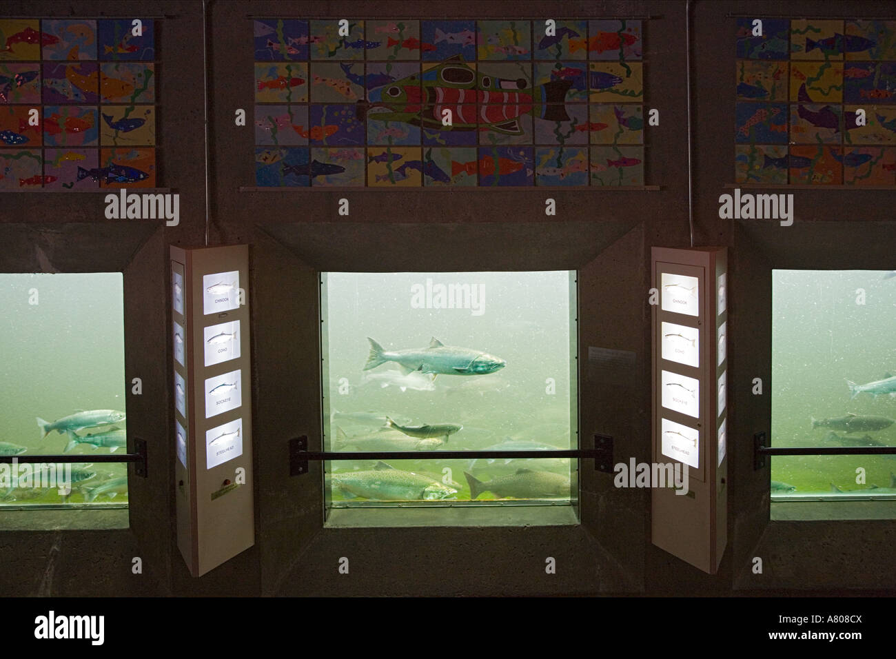WA, Seattle, viewing window at the Hiram M. Chittenden Locks, Sockeye ...