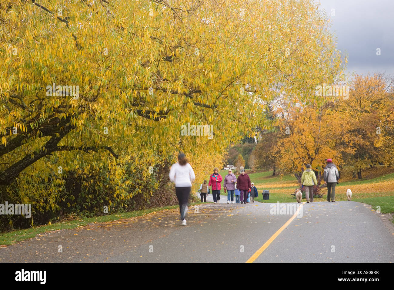 WA, Seattle, Autumn at Green Lake Stock Photo - Alamy