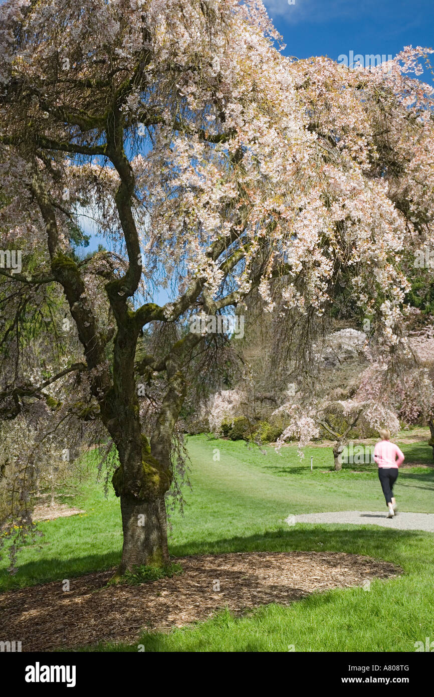 WA, Seattle, Washington Park Arboretum, Cherry trees blossoming in the ...