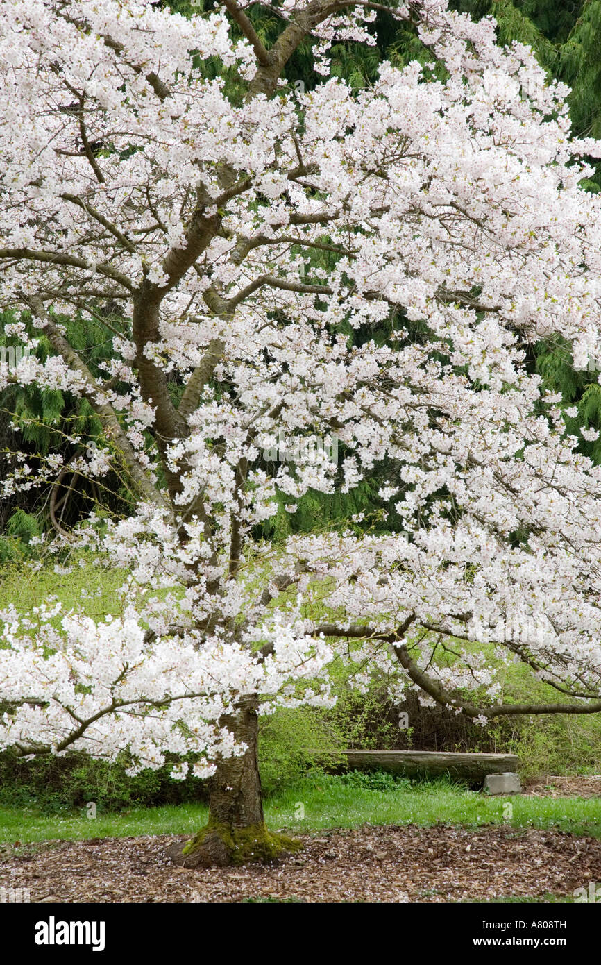 WA, Seattle, Washington Park Arboretum, Cherry tree blossoming in the ...
