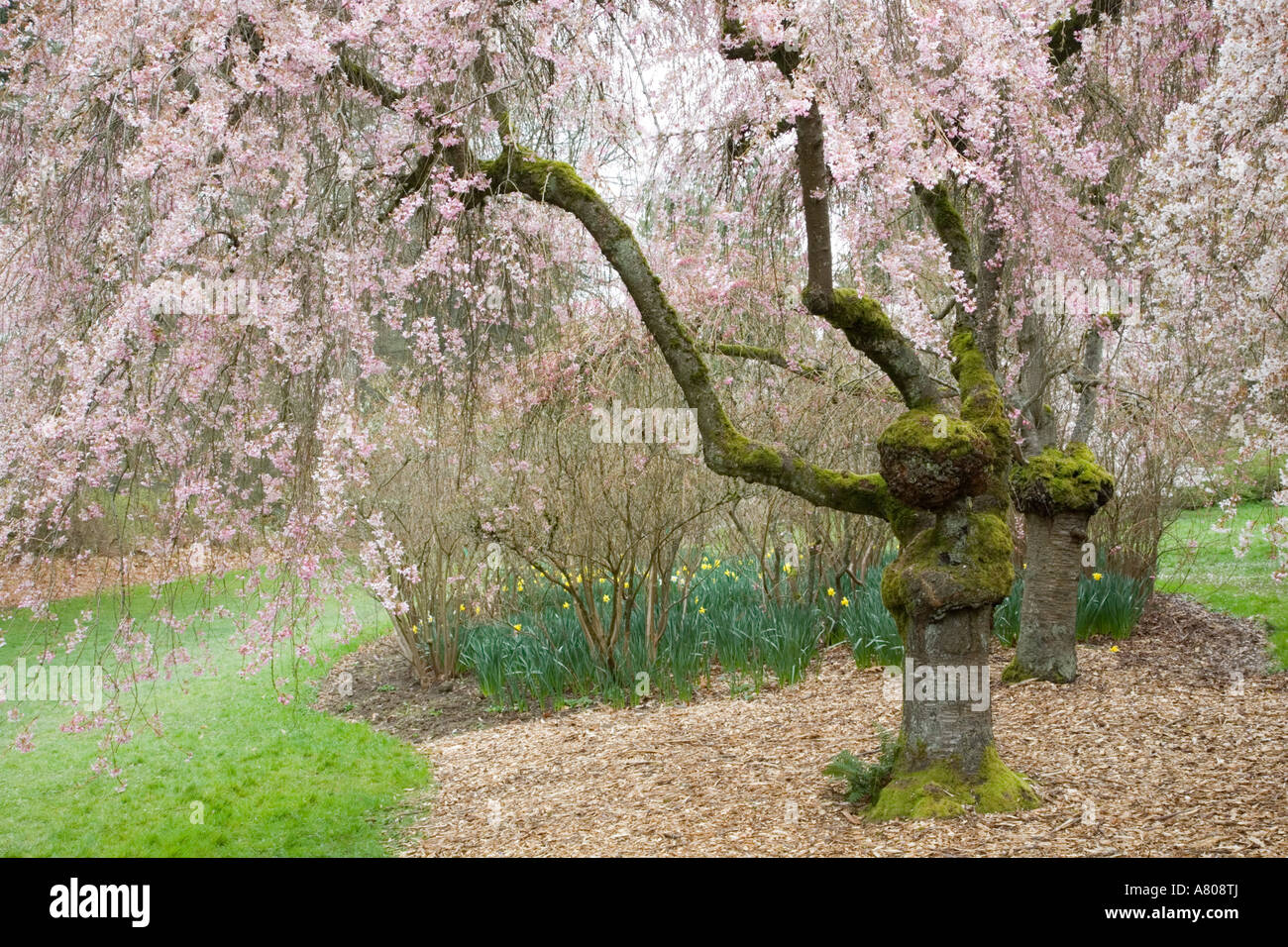 WA, Seattle, Washington Park Arboretum, Cherry tree blossoming in the ...