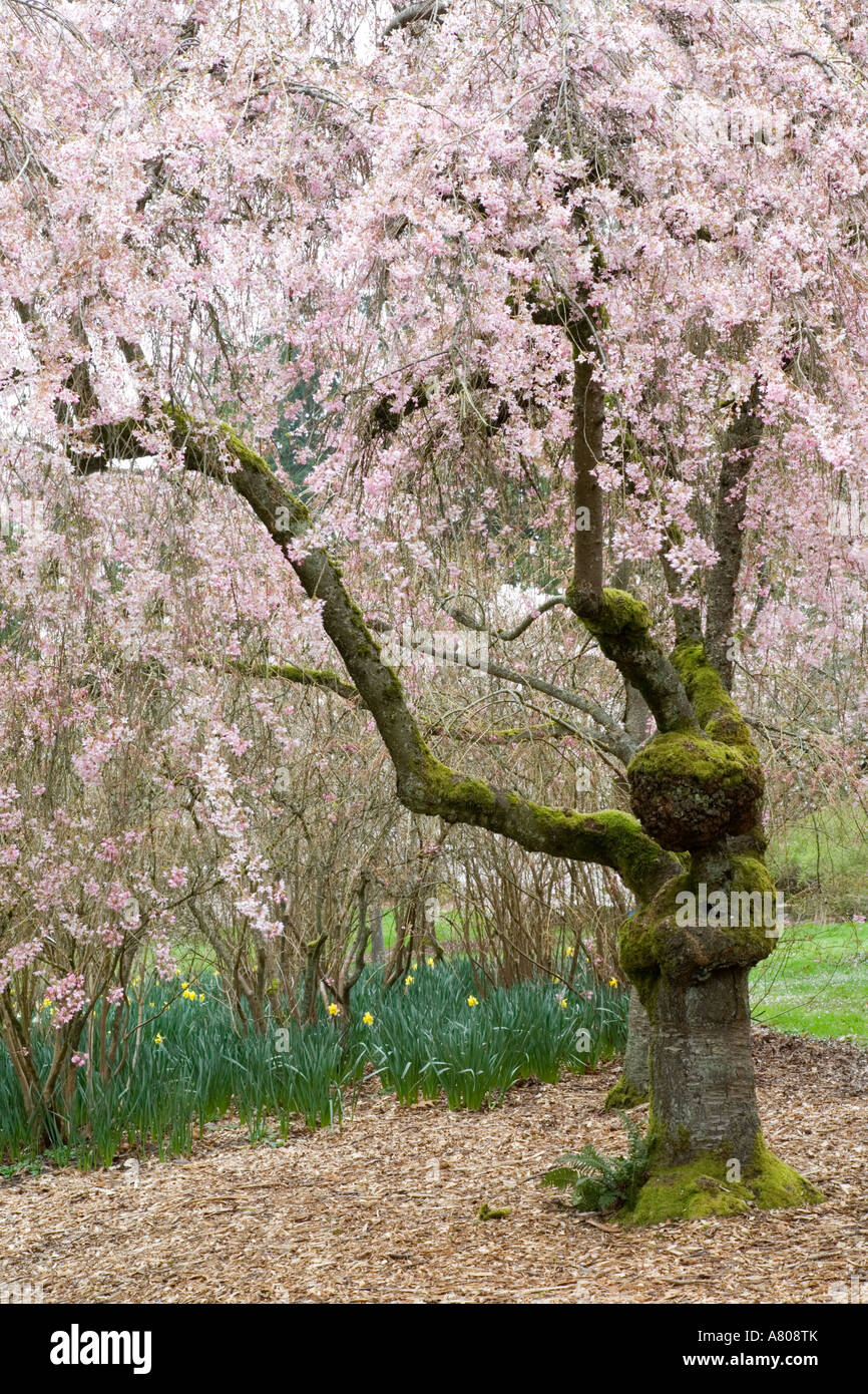 WA, Seattle, Washington Park Arboretum, Cherry tree blossoming in the ...