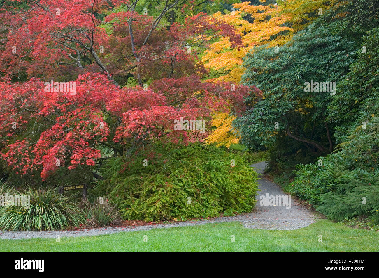 WA, Seattle, Washington Park Arboretum, Pathway with autumn colors ...