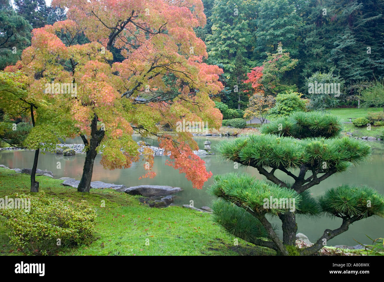 WA, Seattle, Washington Park Arboretum, Autumn color at the Japanese ...