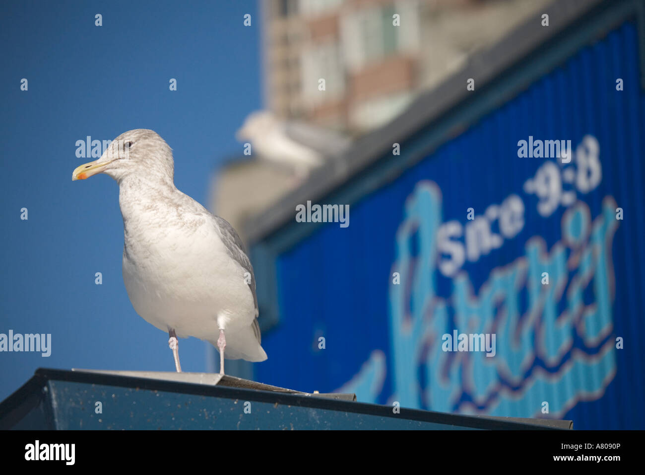 WA, Seattle, Sea gull and sign atop Ivar's restaurant along Seattle's ...