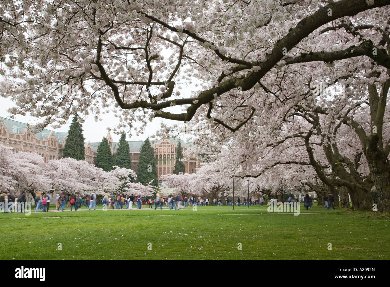 WA, Seattle, Cherry trees in bloom at the University of Washington ...