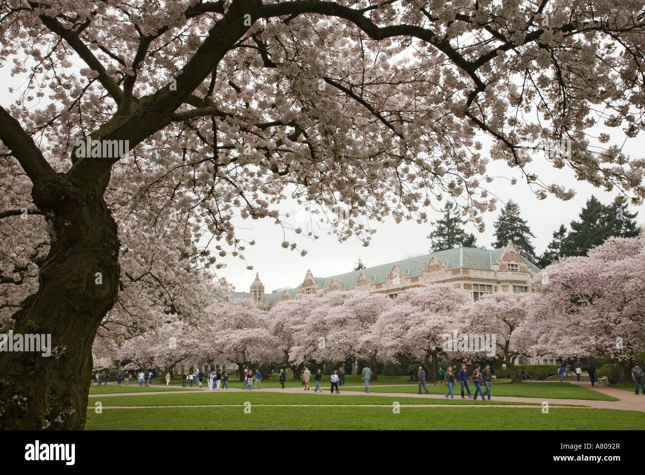 WA, Seattle, Cherry trees in bloom at the University of Washington ...