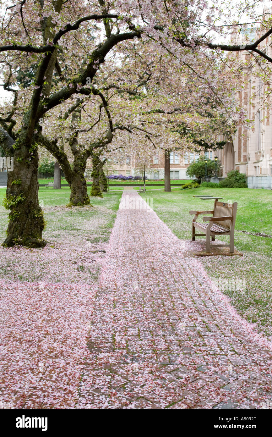 WA, Seattle, Cherry trees in bloom at the University of Washington ...