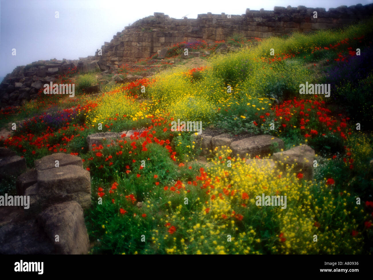 Ruins and wild flowers hi-res stock photography and images - Alamy