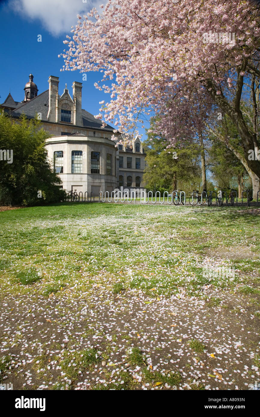 WA, Seattle, University of Washington, Denny Hall with cherry tree in ...