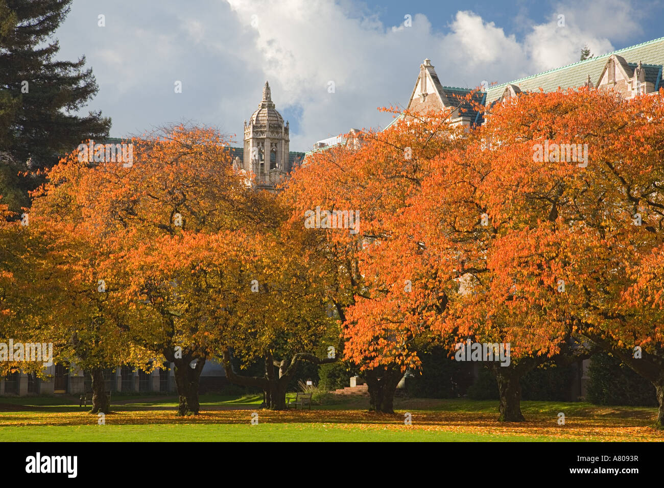WA, Seattle, University of Washington, The Quad in autumn Stock Photo ...