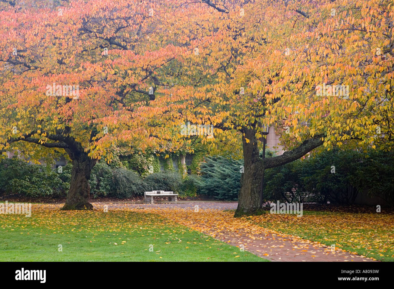 WA, Seattle, University of Washington, The Quad in autumn Stock Photo ...
