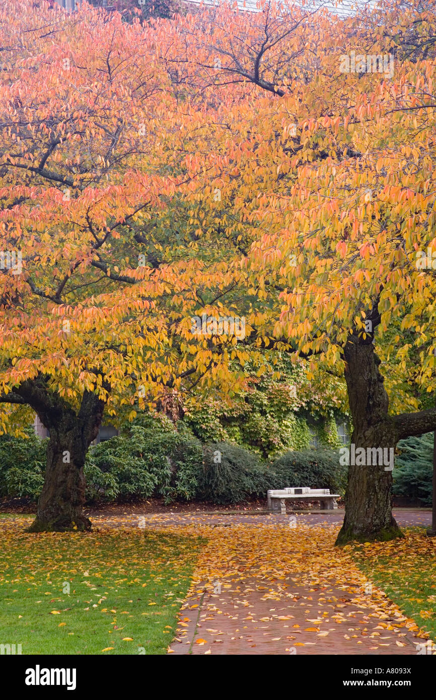 WA, Seattle, University of Washington, The Quad in autumn Stock Photo ...