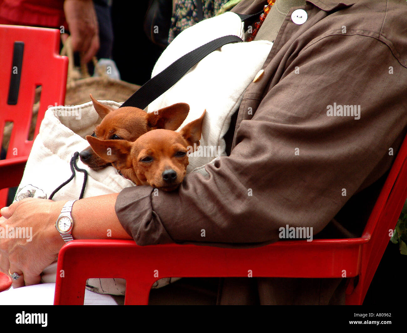 Lady with two small dogs hi-res stock photography and images - Alamy