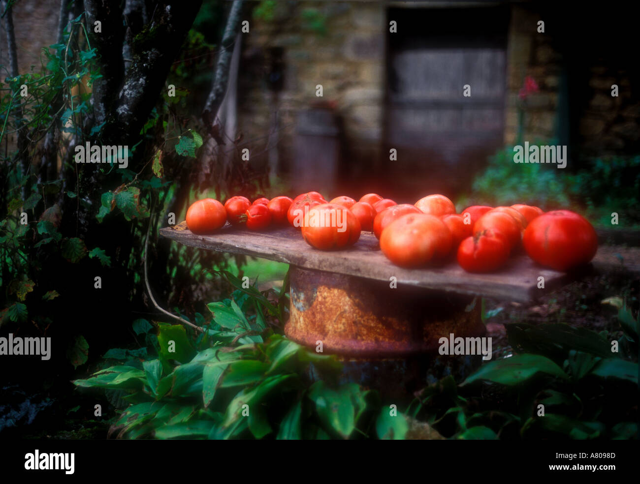 Tomatoes ripening in sunlight outside French farmhoue in the Dordogne ...