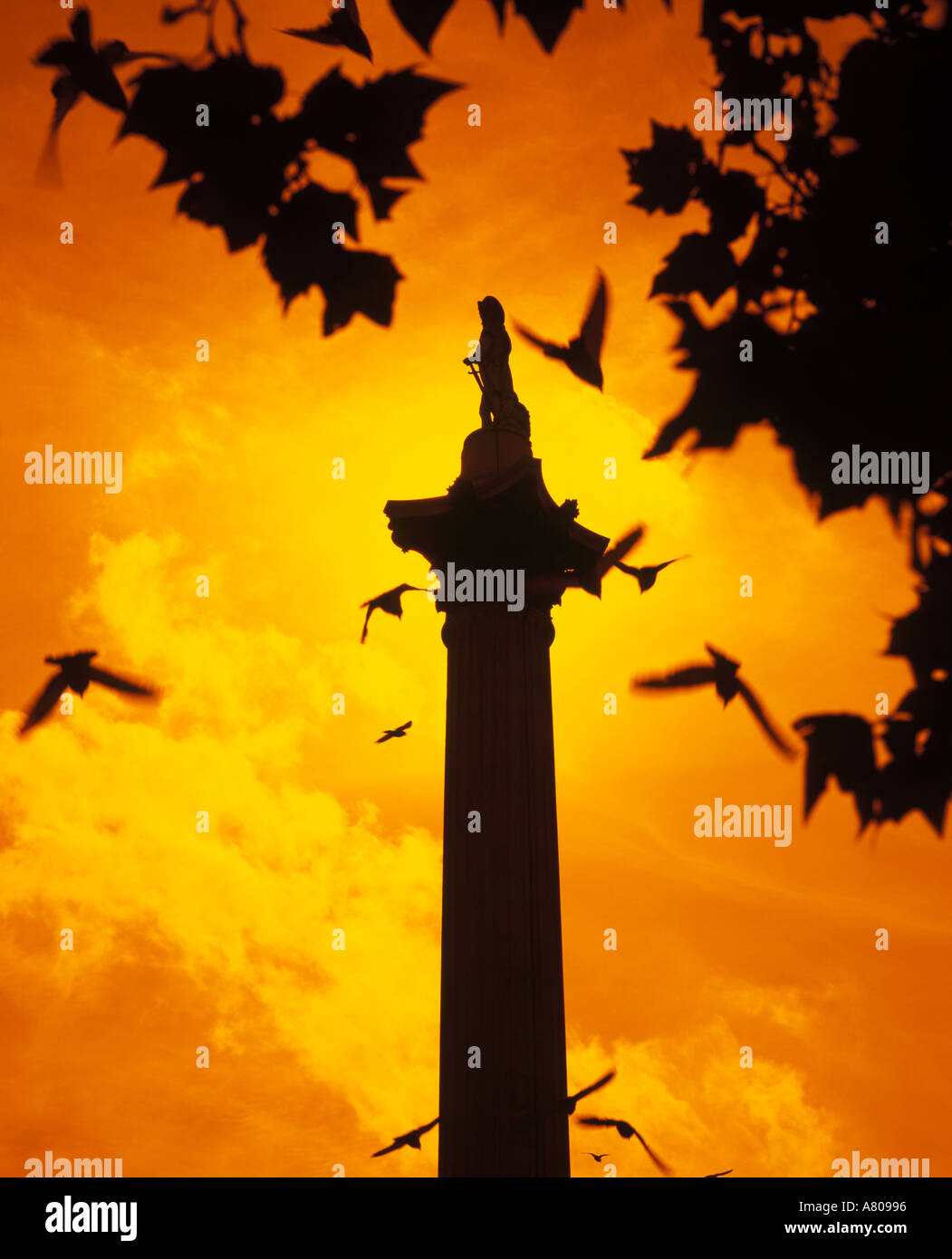 Nelson's Column. Silhouette of Nelson's Column in Trafalgar Square in ...