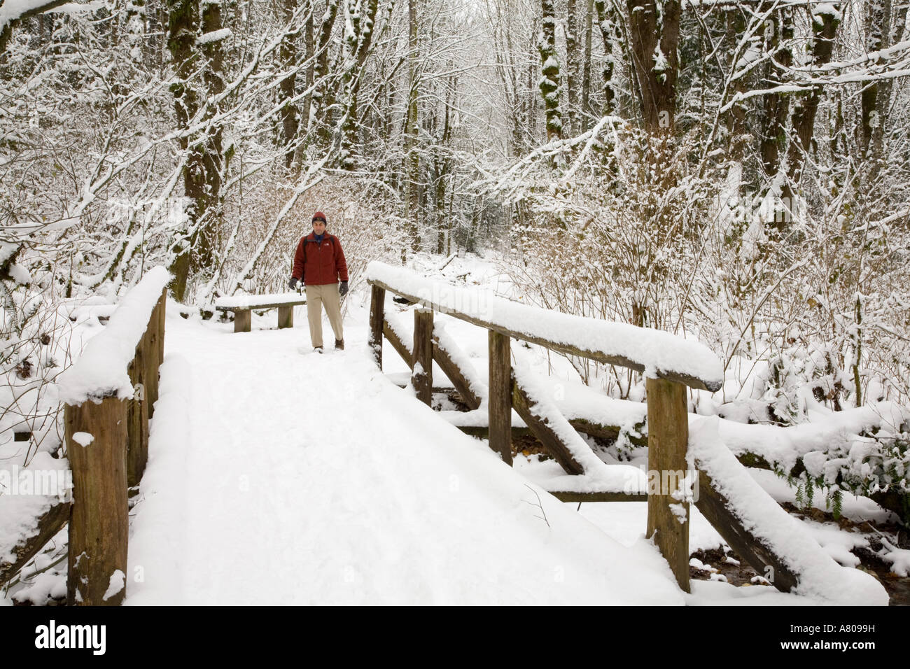 WA, Tiger Mountain State Forest, Forest trail and hiker in winter Stock ...