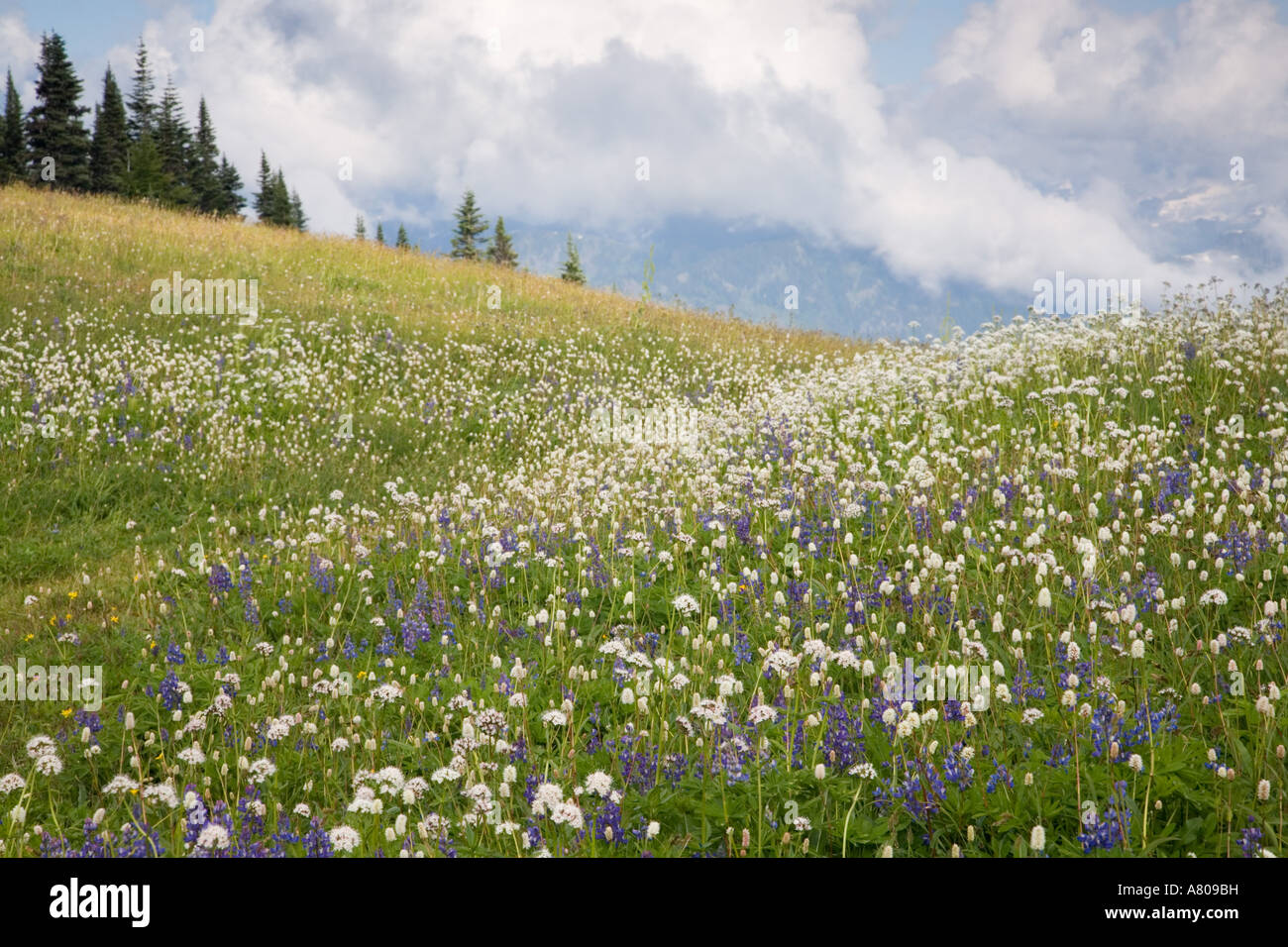 WA, Mt. Baker Wilderness, Wildflower meadow and clouds from Skyline ...