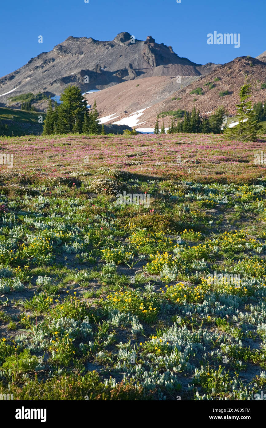 WA, Goat Rocks Wilderness, Goat Rocks and Snowgrass Flat with pink ...