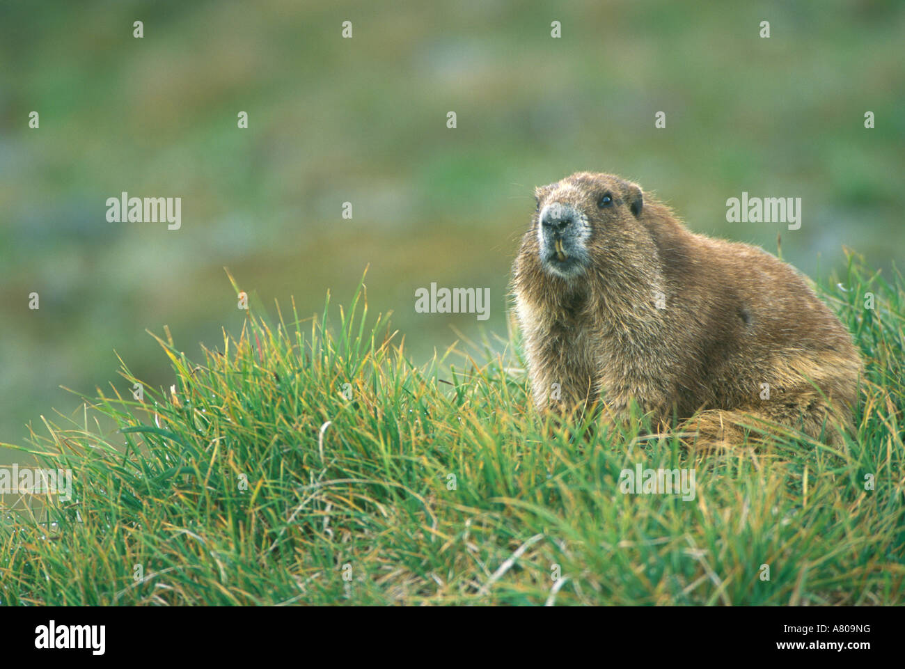 N.A., USA, Washington, Olympic NP, Olympic Marmot (Marmota olympus ...