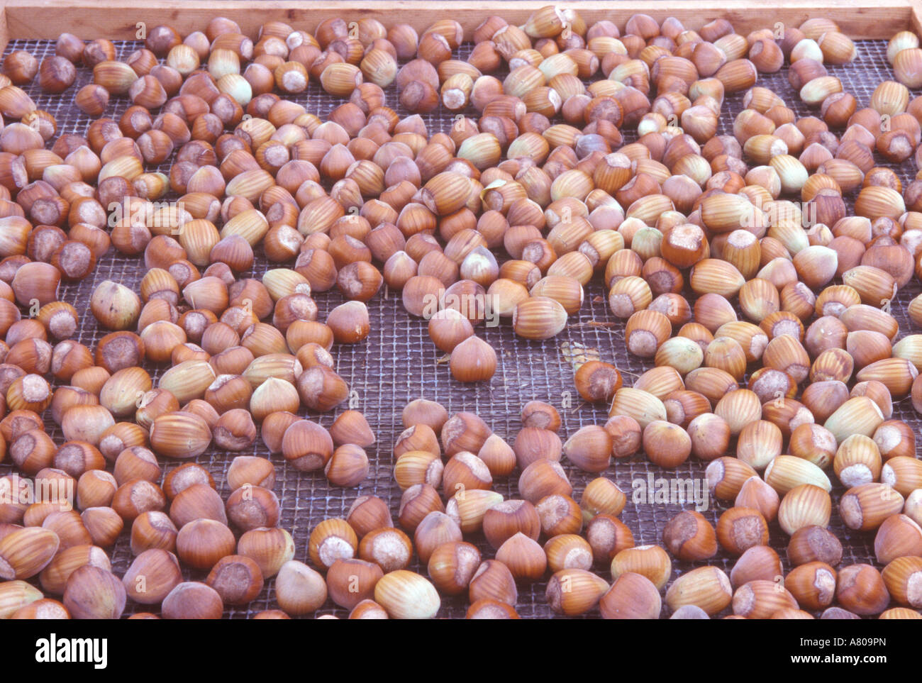 USA, Washington, San Juan Island, Filbertnuts (Hazelnuts Stock Photo ...