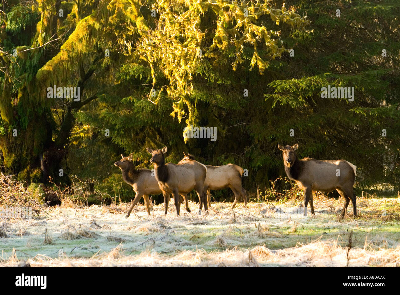 North America, USA, WA, Olympic National Park. Roosevelt Elk (Cervus ...