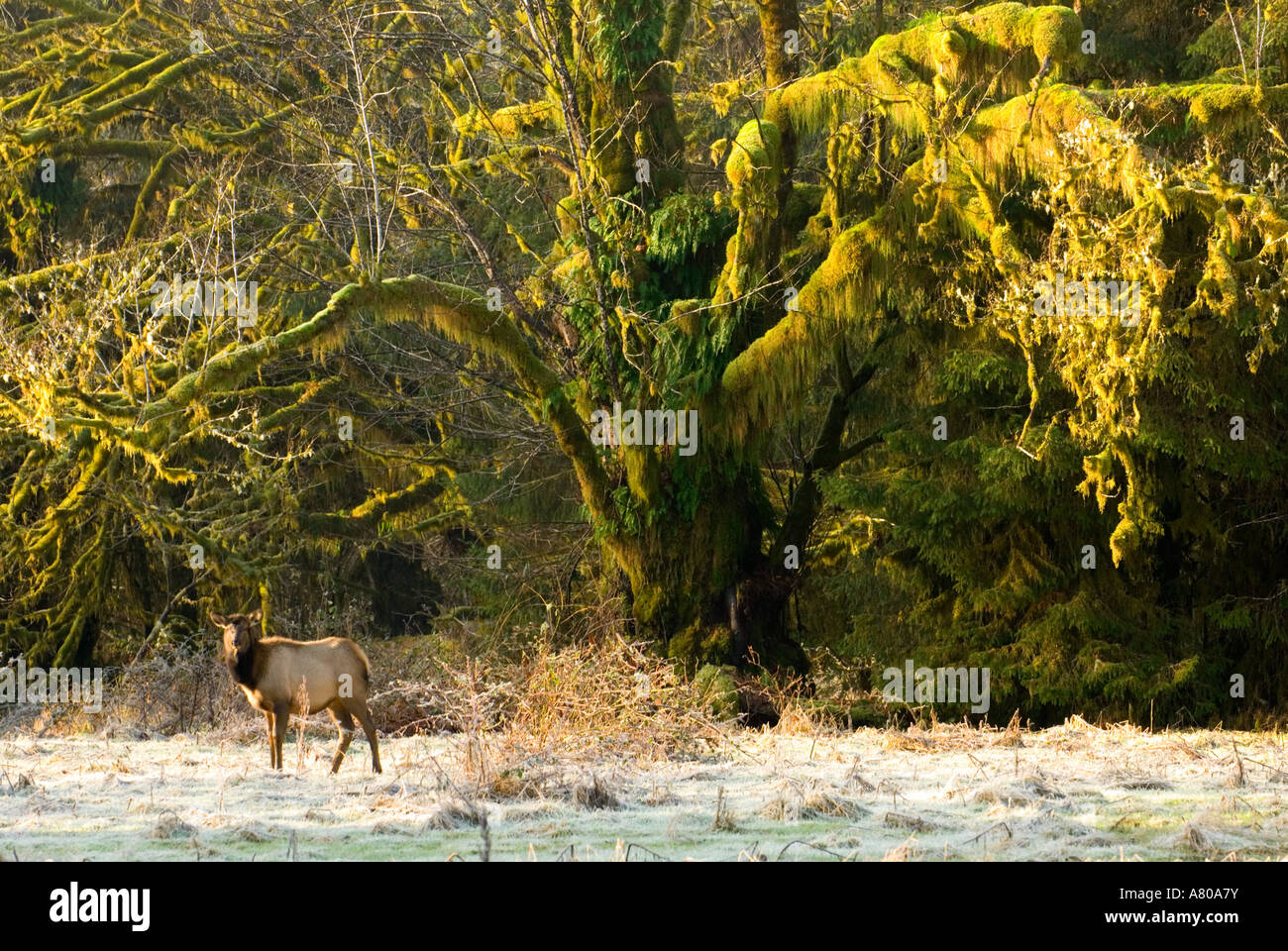 North America, USA, WA, Olympic National Park. Roosevelt Elk cow in ...