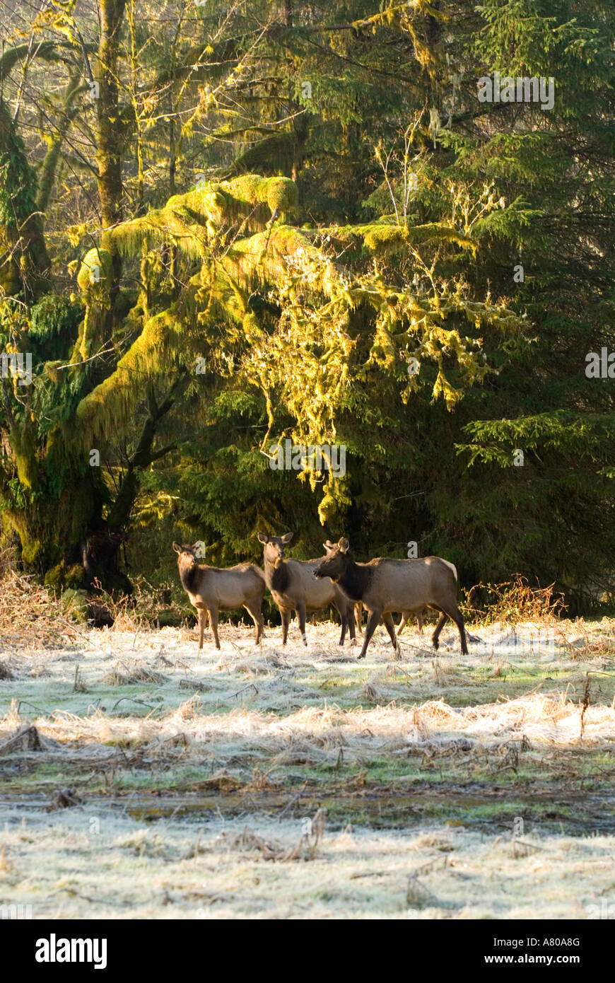 Roosevelt elk olympic national park hi-res stock photography and images ...