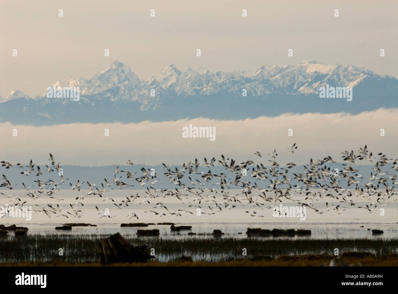 North America, USA, WA, Skagit River Delta. Snow Geese (Chen ...