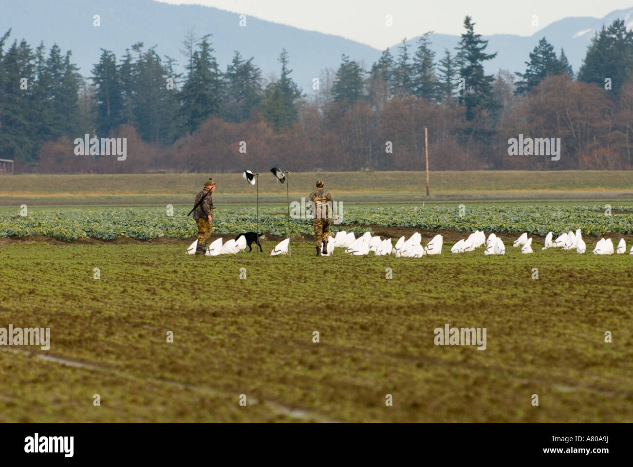 North America, USA, WA, Fir Island. Hunters await Snow Geese early ...
