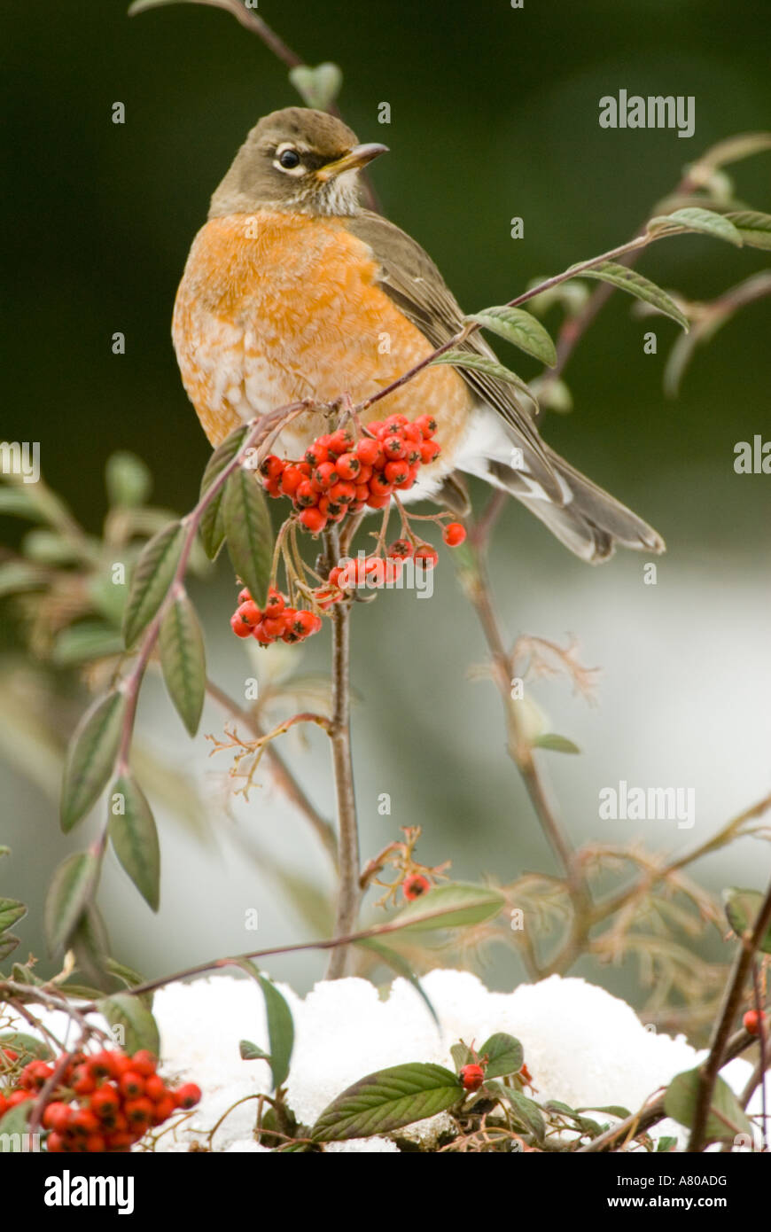 North America, USA, WA, Coupeville. American Robin year round resident ...