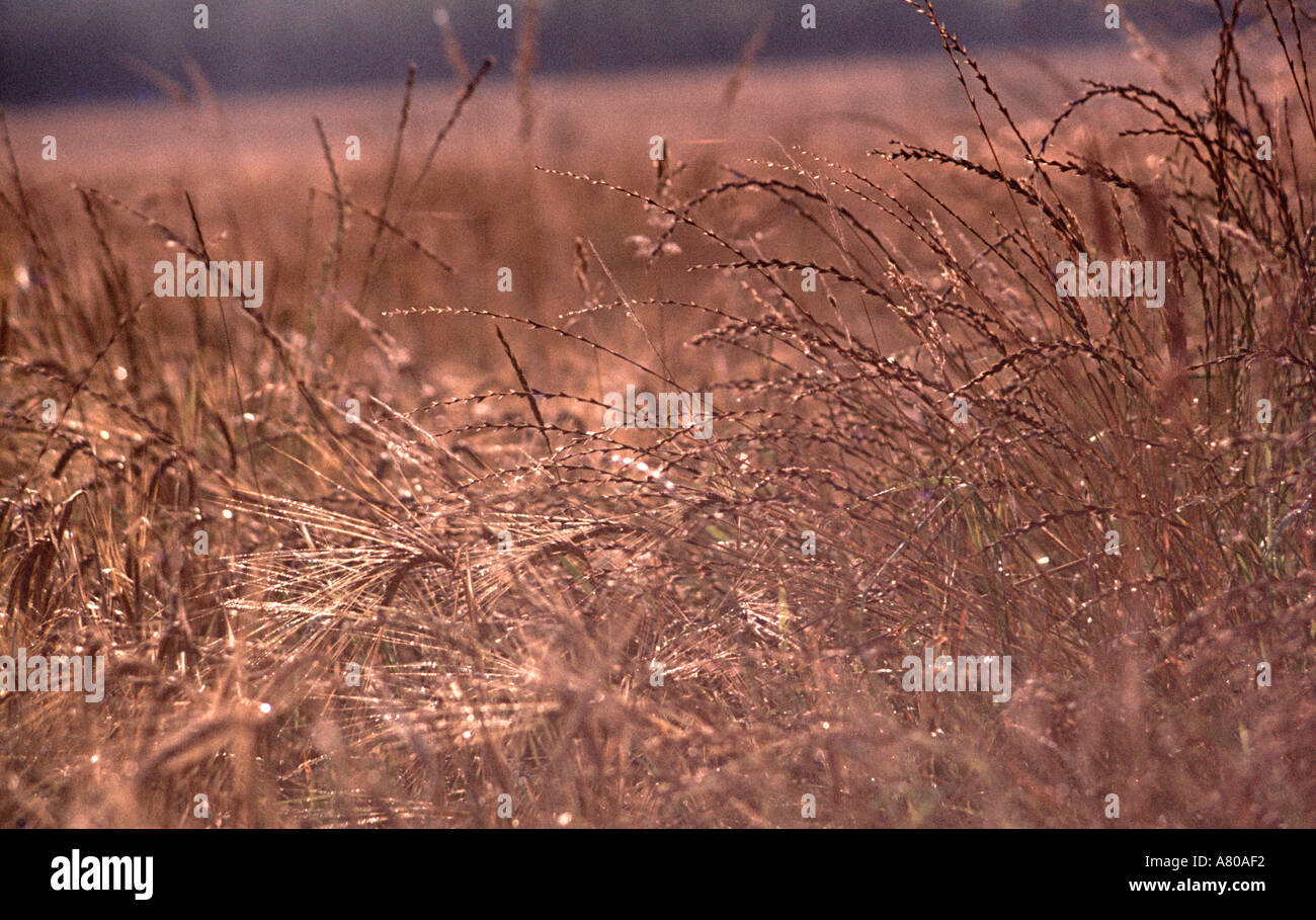 A field of ripe barley ready for harvest in Devon England Great Britain ...