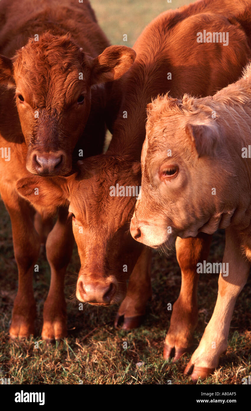 Devon red beef cattle hi-res stock photography and images - Alamy