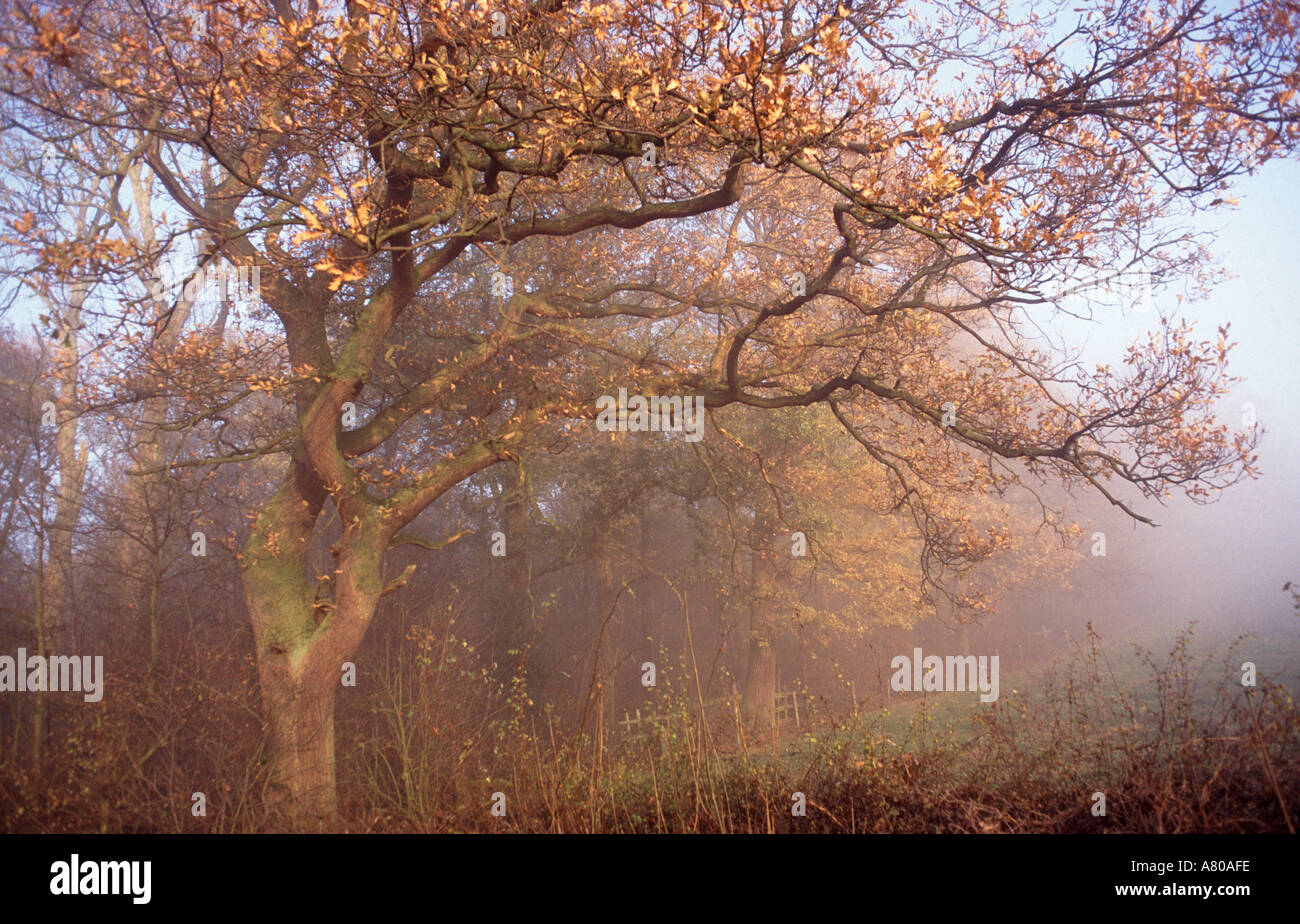 Old oak trees in autumn shrouded in a light mist in the Midlands of ...