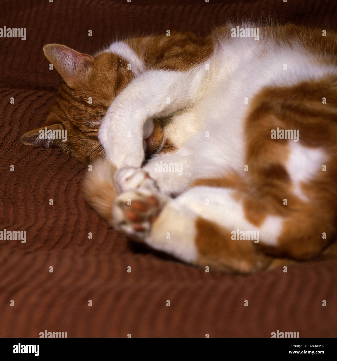 Sleeping Ginger Tom Cat with paw over eyes Stock Photo - Alamy