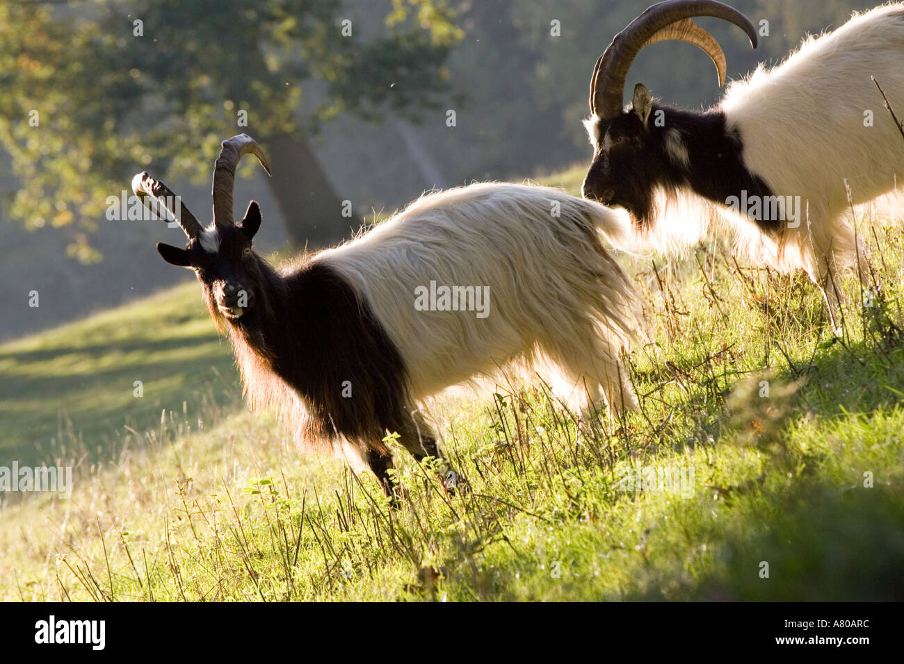 Baggot Goats in Levens Park part of the Levens Hall estate near Kendal ...