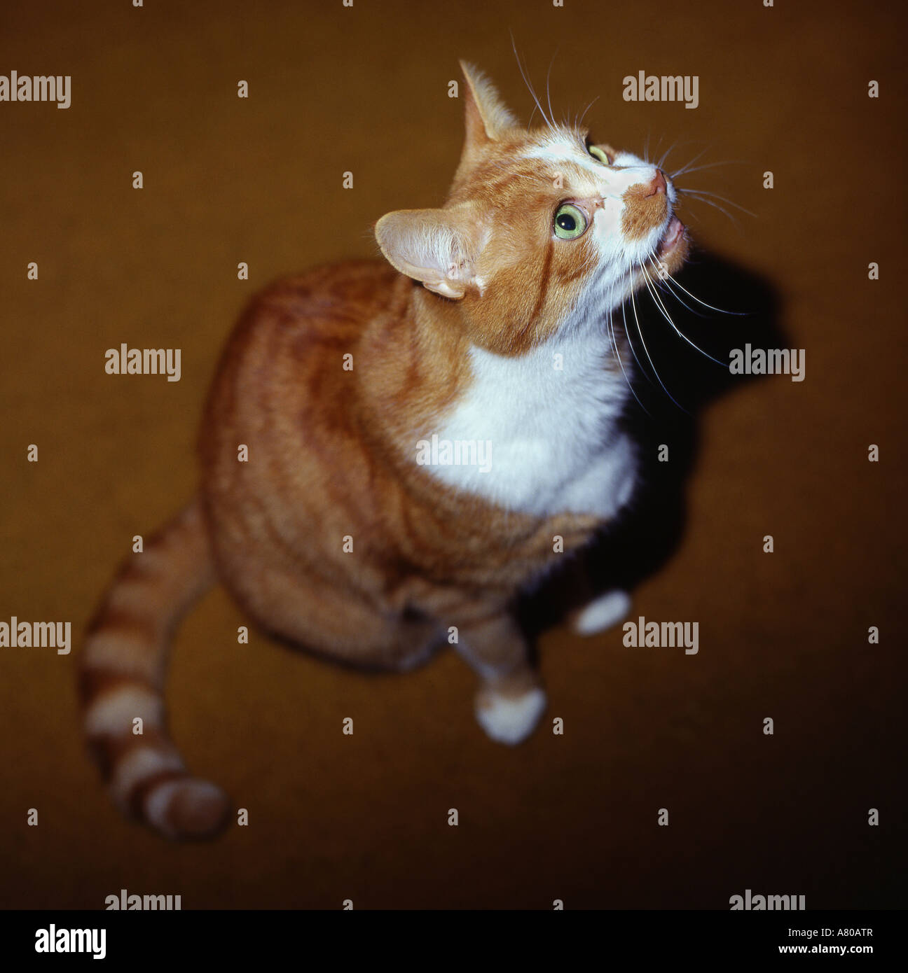 Ginger Tom Cat looking expectantly up Stock Photo - Alamy