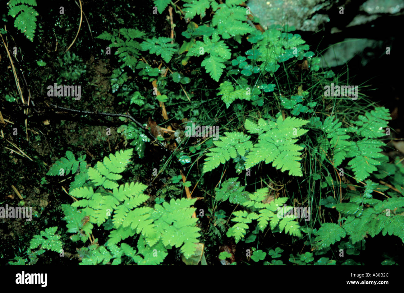 Gymnocarpium hi-res stock photography and images - Alamy