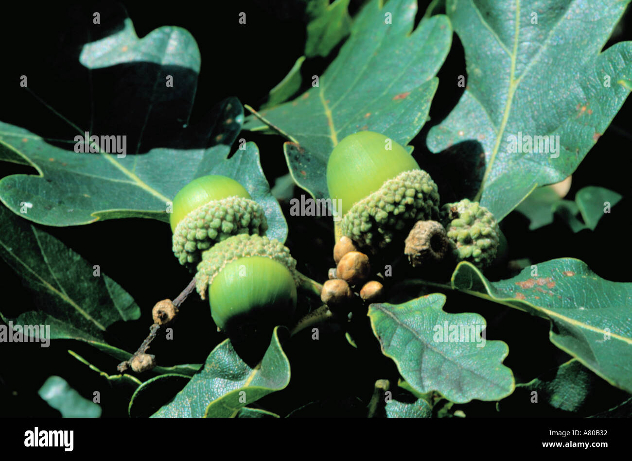 Acorns in cups hi-res stock photography and images - Alamy