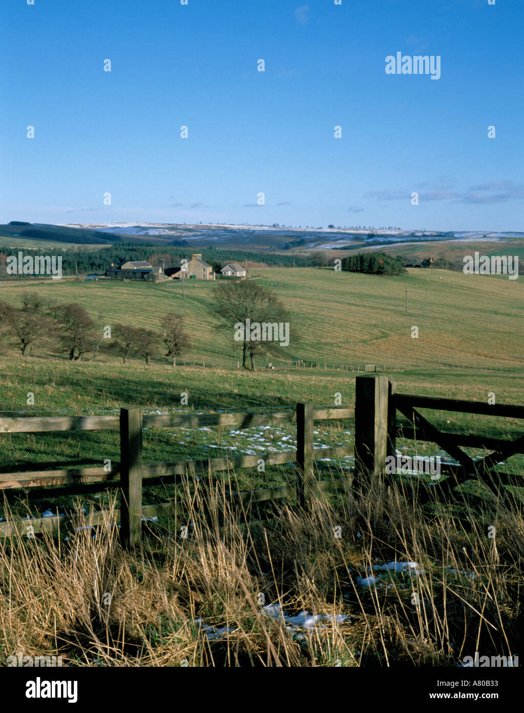 Northumberland hill farm (Anton Hill Farm) in early spring, south of ...