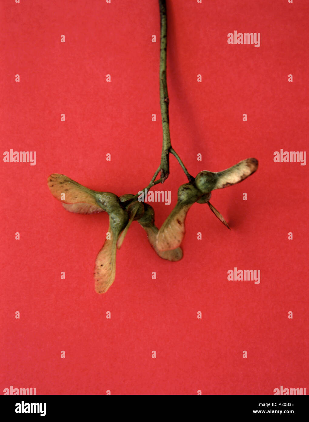 Sycamore helicopter seeds hi-res stock photography and images - Alamy