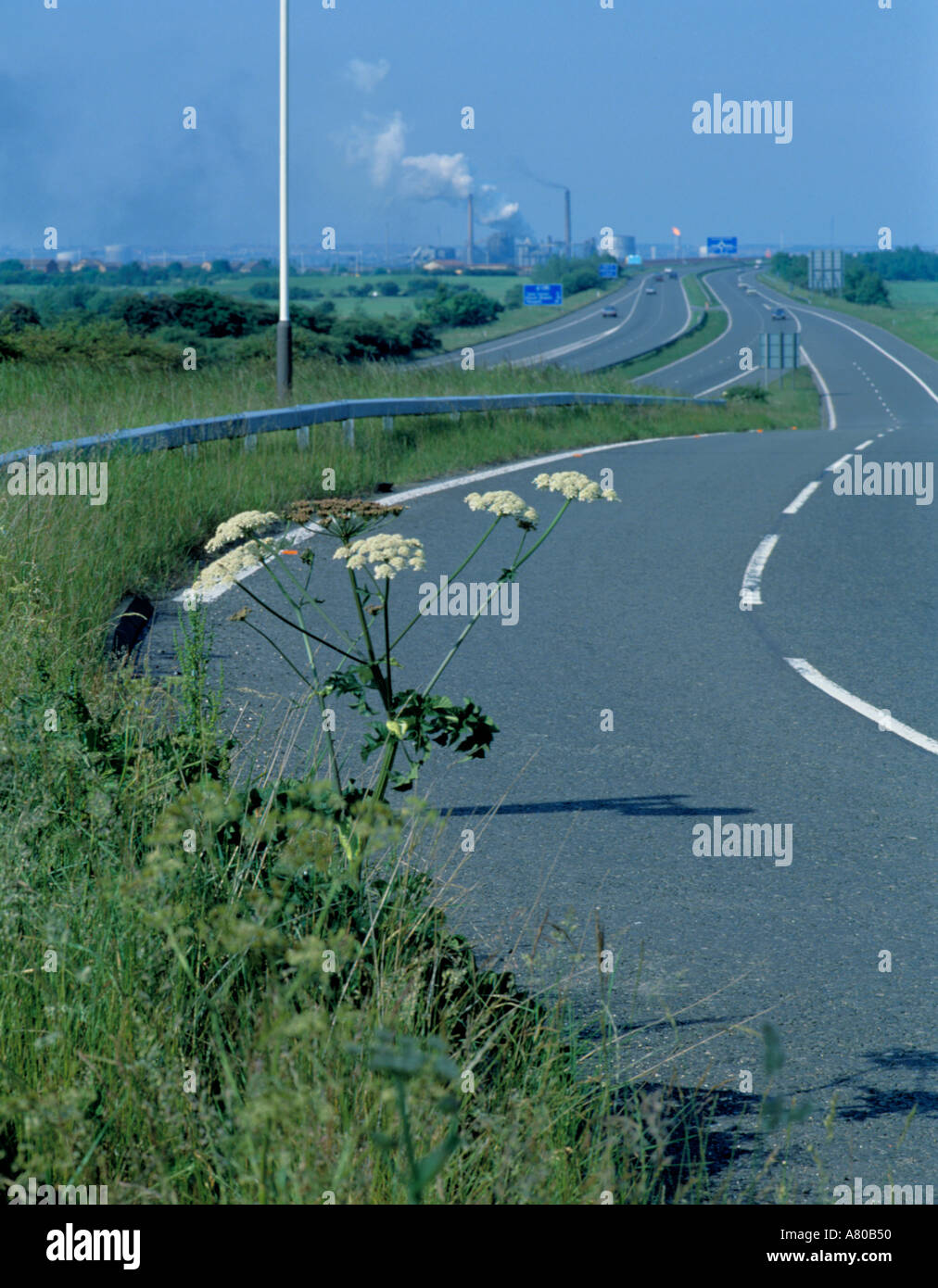 Motorway verge flowers hi-res stock photography and images - Alamy