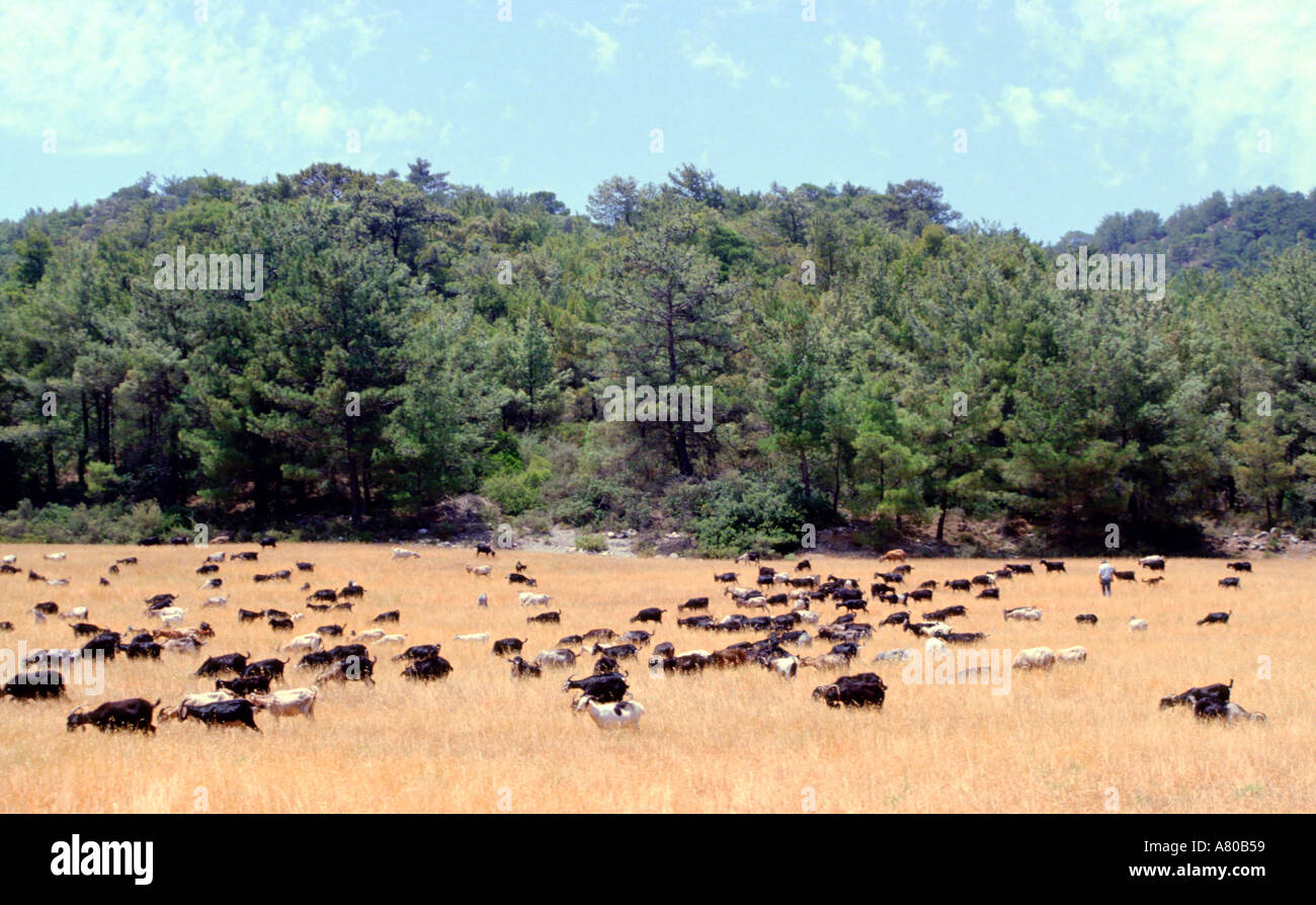 3 sheep and goats on Greek island of CRETE Stock Photo - Alamy