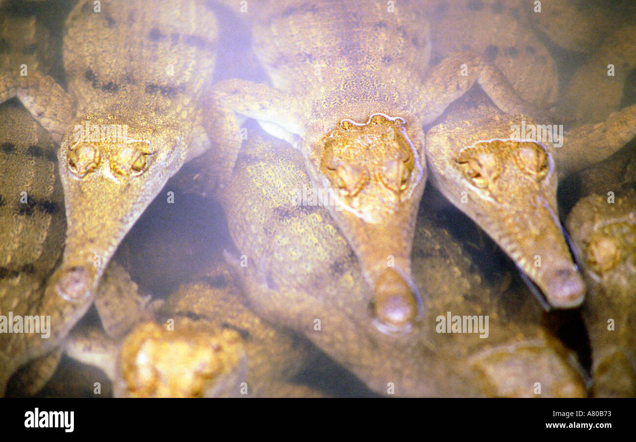 captivity bred freshwater crocodiles at Darwin Croc Farm Northern ...