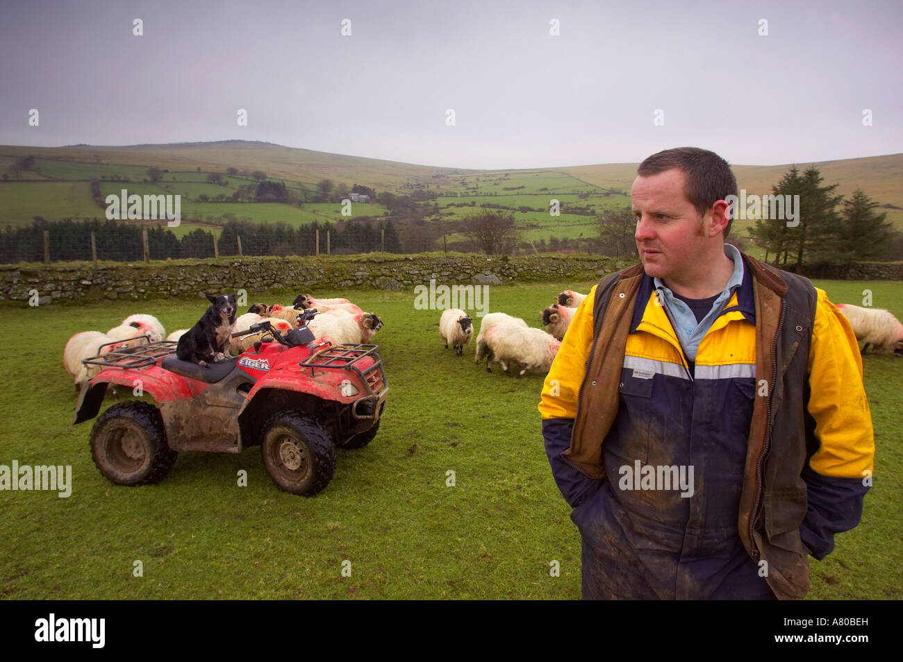 Dartmoor farmer Colin Abel with his sheep near Tavistock in Devon Stock ...